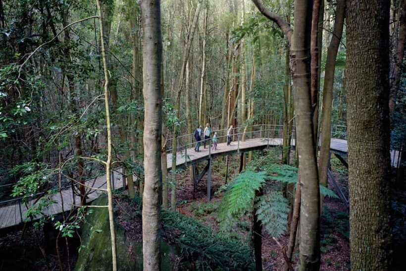 From Sydney: Blue Mountains, Sydney Zoo & Walking Tour - Learning About Indigenous Culture