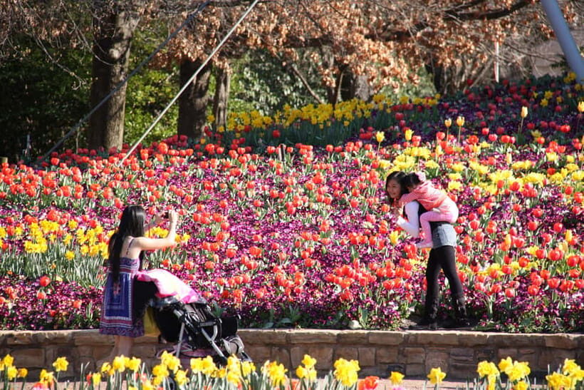 From Sydney: Canberra Floriade Festival Includes Lunch - The Sum Up