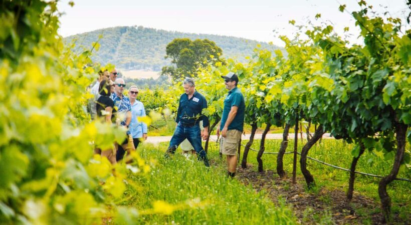 From Sydney: Full-Day Hunter Valley Wine Tour & Lunch - Key Points