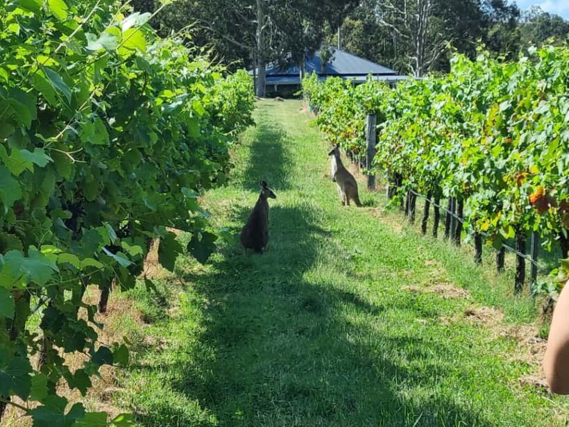 From Sydney: Hunter Valley Beer & Wine Group Tour - Final Thoughts: Who Will Enjoy This Tour?