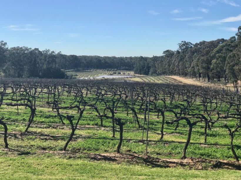 From: Sydney - Hunter Valley Wine Tasting Guided Day Tour - An Authentic Taste of Hunter Valley