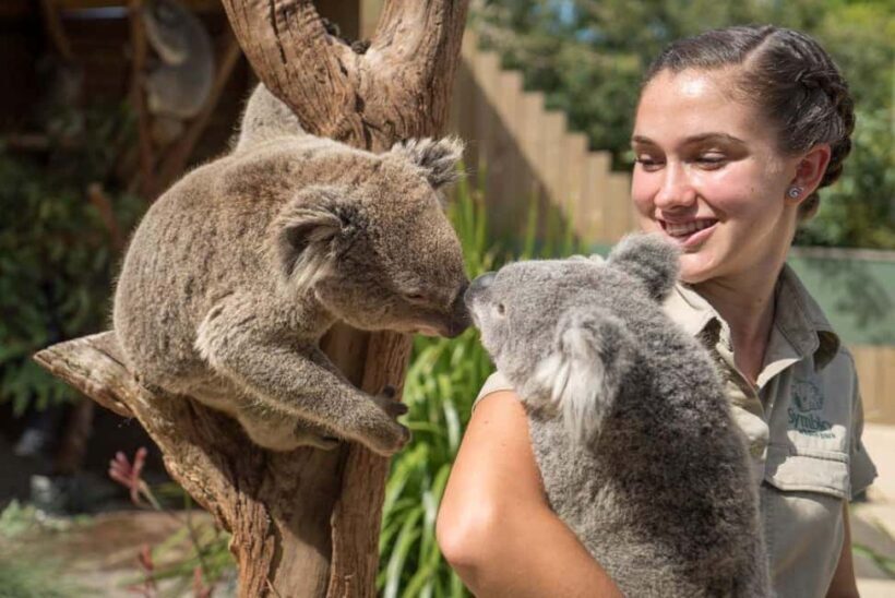 From Sydney: Jervis Bay Tour with Beach, Koalas & Kangaroos - An Honest Look at the Itinerary and Experiences