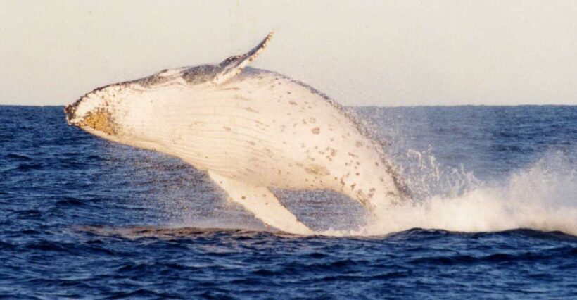 From Sydney: Small Group Port Stephens Whales & Dunes Combo - Key Points
