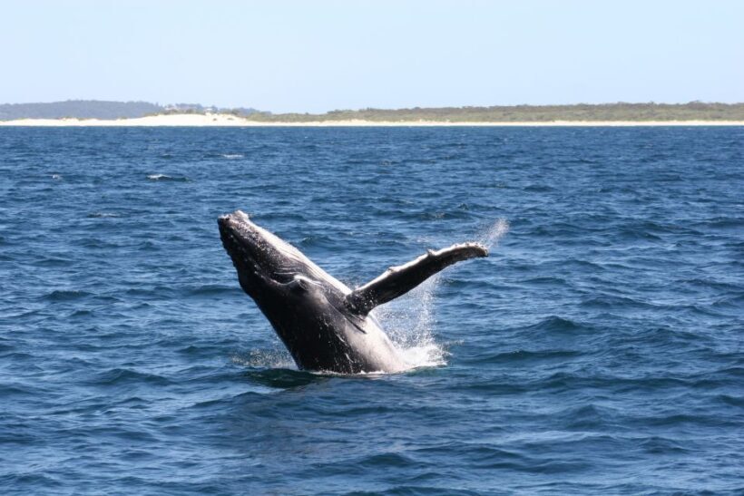 From Sydney: Small Group Port Stephens Whales & Dunes Combo - Frequently Asked Questions