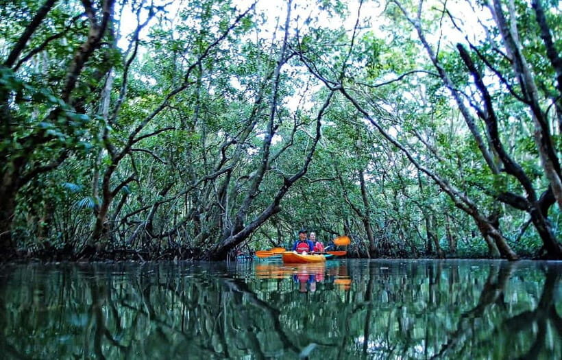 From Tagbilaran City/Panglao Island: Bohol Mangrove Kayaking - Exploring Bohol’s Hidden Waterways: A Review of the Tagbilaran/Panglao Mangrove Kayaking Tour