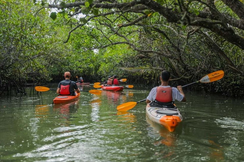 From Tagbilaran City/Panglao Island: Bohol Mangrove Kayaking - Final Thoughts: Is It Worth It?