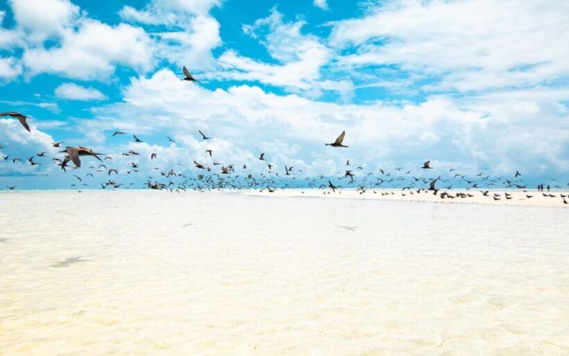 From Tahiti: Tetiaroa Island Tour by Sailing Catamaran - Authenticity and Overall Value