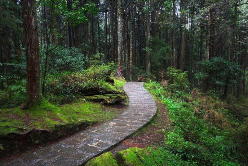 From Taipei City: 3-Day Sun Moon Lake & Alishan Private Tour - Why This Tour Offers Great Value