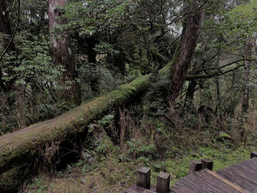 From Taipei: Taipingshan & Jiuzhize Hot Spring Private Tour - A Natural Escape with Personal Touches