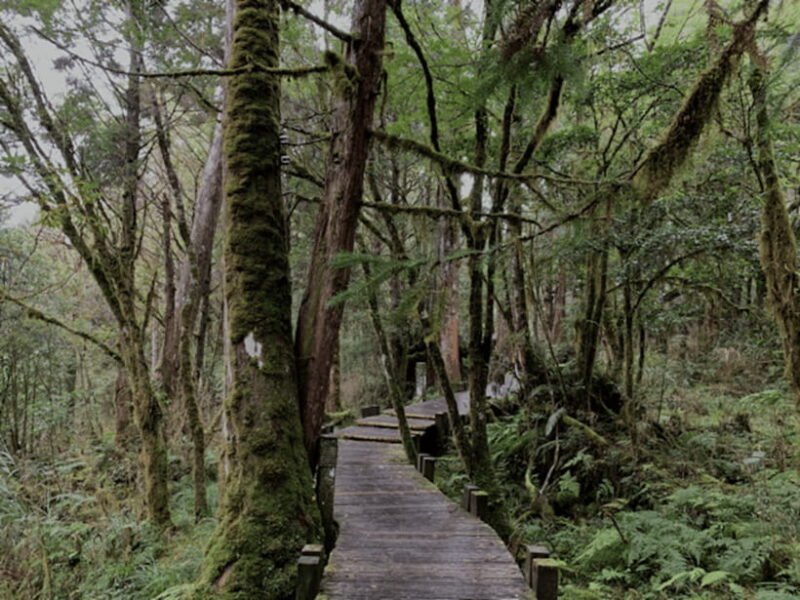 From Taipei: Taipingshan National Forest Private Day Tour - How the Experience Feels