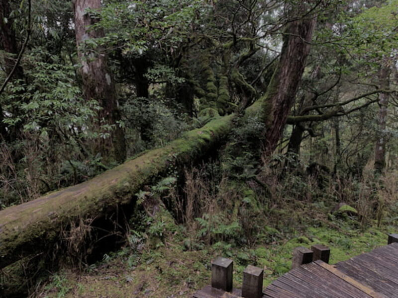 From Taipei: Taipingshan National Forest Private Day Tour - Practical Tips for Tour Day