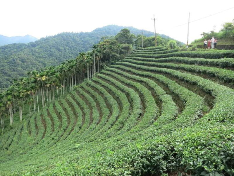 From Taipei: Thousand Island Lake and Pinglin Tea Plantation - The Authentic Tea Tasting Experience