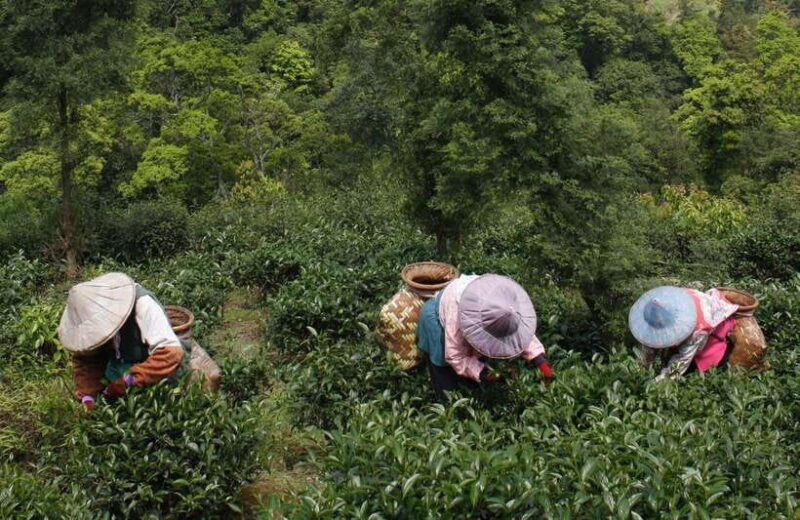 From Taipei: Thousand Island Lake and Pinglin Tea Plantation - The Value of This Experience