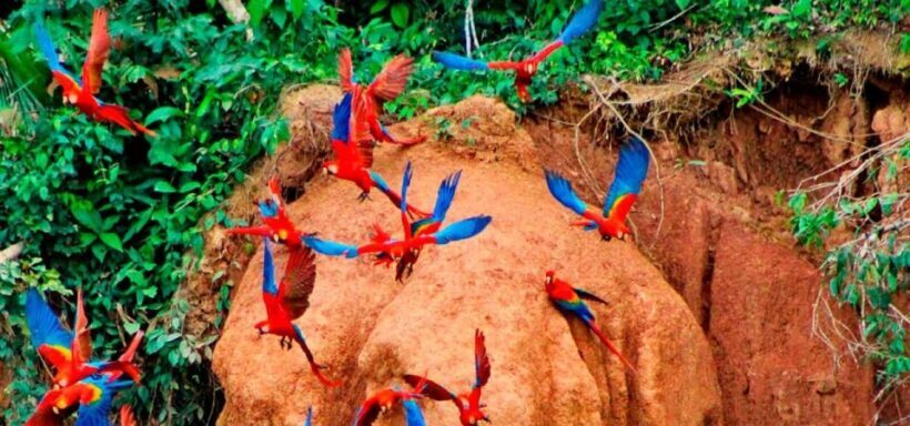 From Tambopata: parrots and macaws clay lick - Key Points