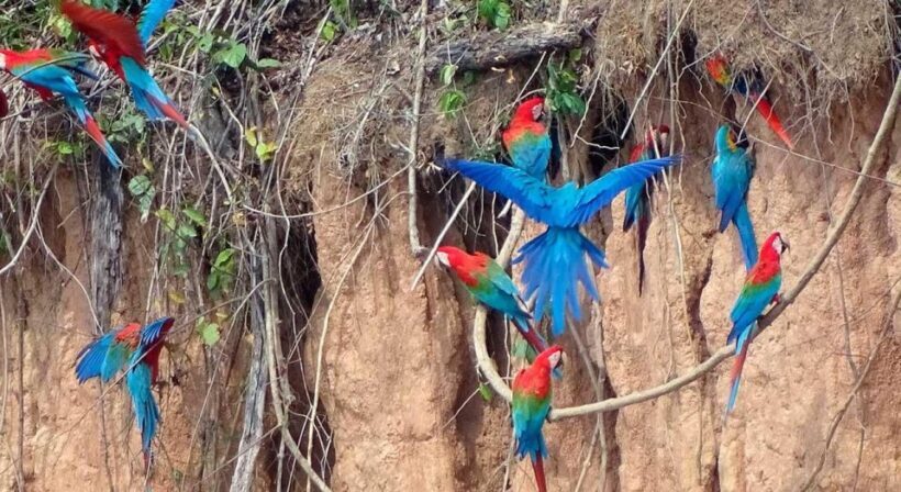 From Tambopata: parrots and macaws clay lick - A Closer Look at the Experience