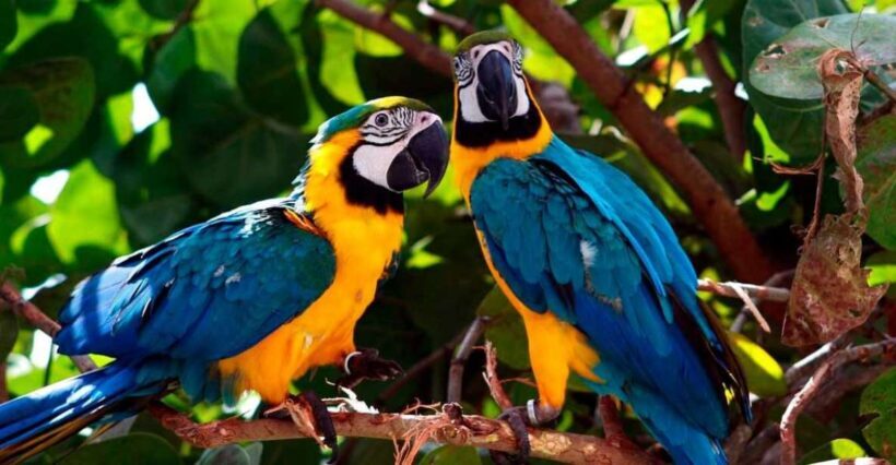 From Tambopata: parrots and macaws clay lick - FAQs
