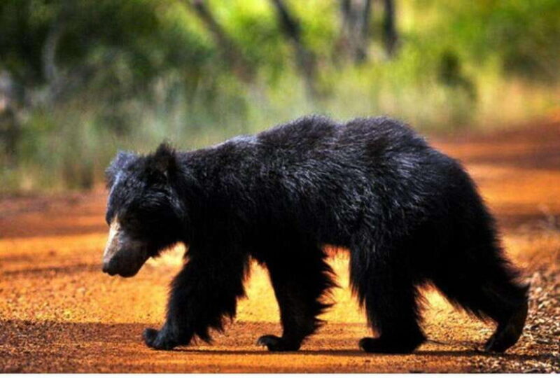 From Tangalle: All Inclusive Safari at Lunugamvehera Park - Who Will Love This Tour?