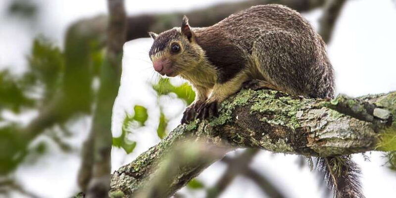 From Tangalle/Hiriketiya: Ella Transfer & Udawalawe Safari - Wildlife and Sightings: What Makes It Special