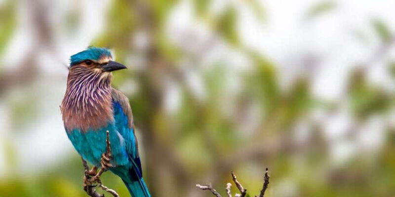 From Tangalle/Hiriketiya: Shuttle to Ella with Yala Safari - Practical Tips for a Great Experience