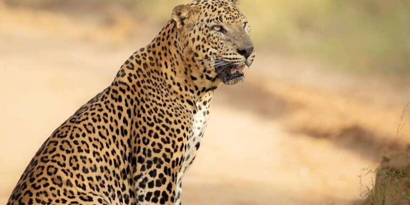 From Tangalle / Hiriketiya - Yala Safari - Drop-off : Ella - How to Make the Most of Your Safari