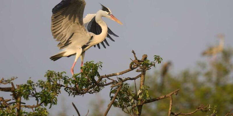 From Tangalle / Hiriketiya - Yala Safari - Drop-off : Ella - Frequently Asked Questions