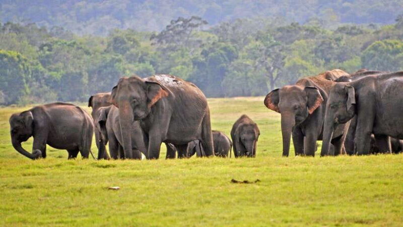 From Tangalle / Hiriketiya : Yala Safari tour & Drop - Ella - FAQ