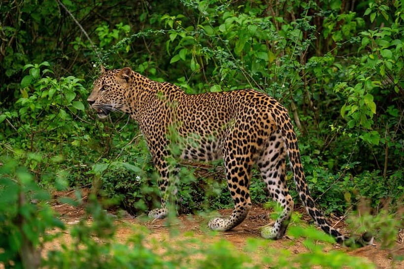 From Tangalle/ Hiriketiya: Yala Safari with Drop: Ella - Real Travelers’ Perspectives