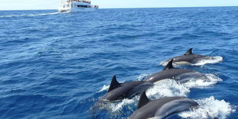 From Tangalle: Mirissa Whale Watching Tour with Breakfast - Final Thoughts