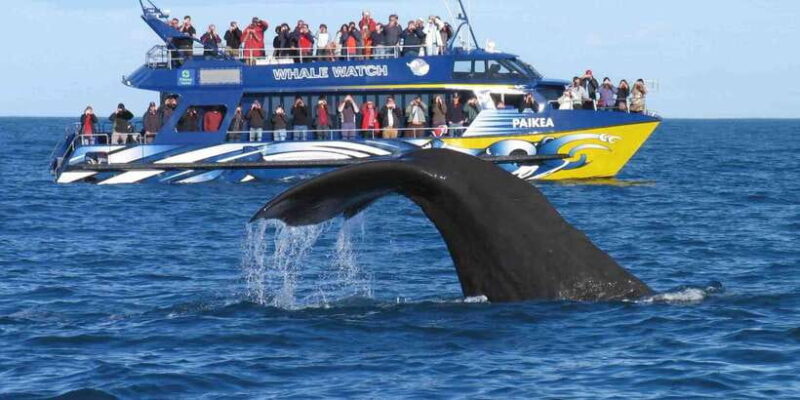 From Tangalle: Mirissa Whale Watching Tour with Breakfast - FAQs