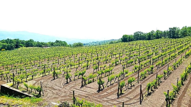 From Taormina: Etna Walking Tour and Wine Tasting in Winery - Who Should Consider This Tour?