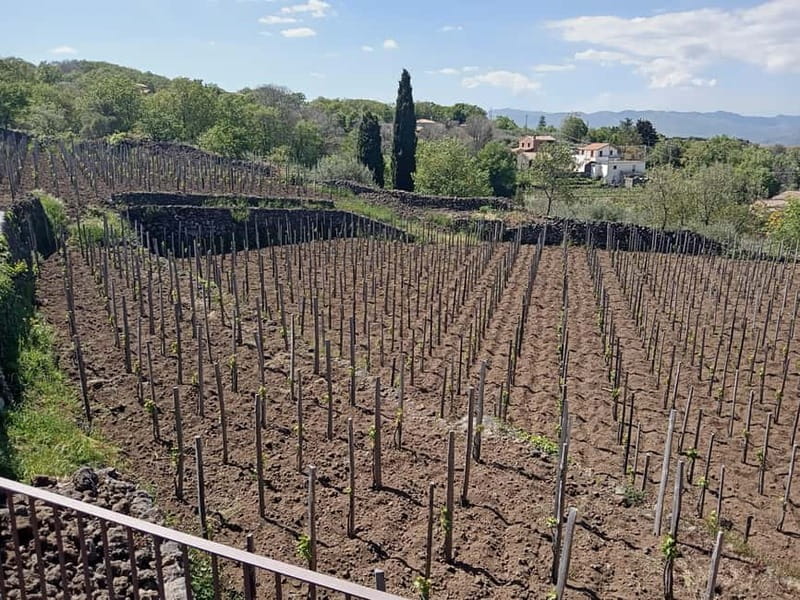 From Taormina: Etna Walking Tour and Wine Tasting in Winery - Final Thoughts