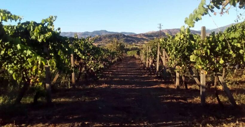 From Taormina: Etna Wineries Small Group Tour - Final Reflection: Is It Worth It?