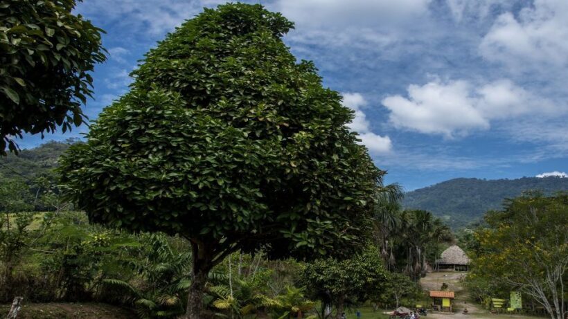 From Tarapoto: Alto Mayo Valley Full Day Tour - Key Points