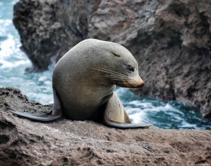 From Tauranga: Dolphin and Wildlife Cruise - An Authentic Marine Experience in Tauranga
