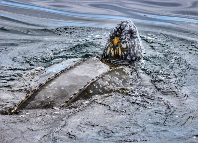 From Tauranga: Dolphin and Wildlife Cruise - Final Thoughts