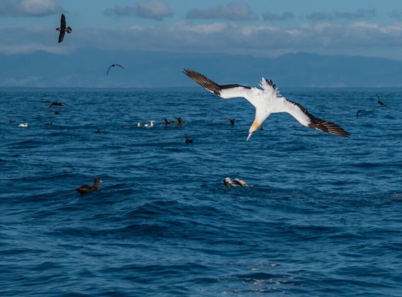From Tauranga: Half-Day Swimming with Dolphins Tour - Detailed Review of the Tauranga Dolphins Tour