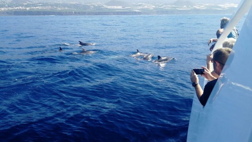 From Tazacorte: Fast Yacht Tour of La Palma - Setting Sail from Tazacorte: An Overview