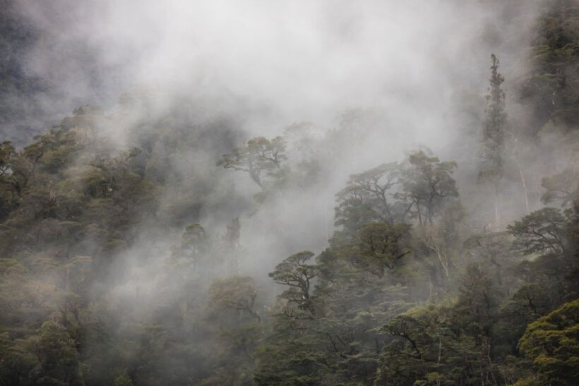 From Te Anau: Doubtful Sound Coach & Cruise - Key Points