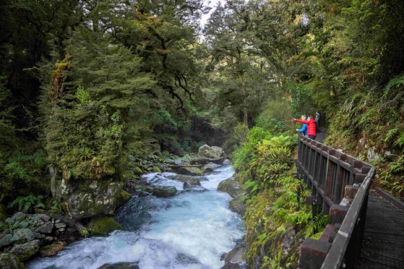 From Te Anau: Milford Sound Coach, Cruise, and Walks - Who This Tour Is Perfect For