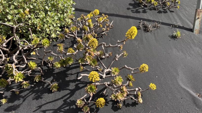 From Tenerife: Day Trip to La Palma Volcanic Landscapes - FAQ