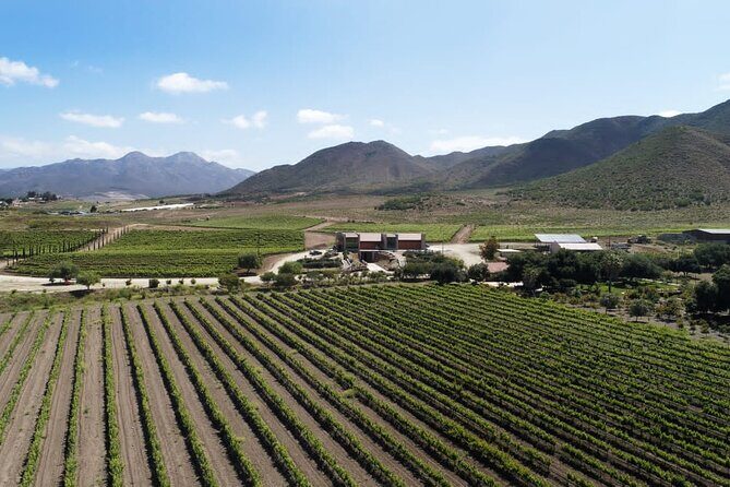 From the Border Valle de Guadalupe Private Wine Tour - Who Should Consider This Tour?