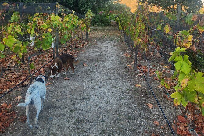 From the Border Valle de Guadalupe Private Wine Tour - FAQ