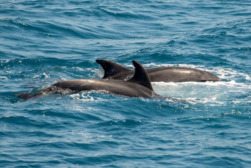 From the Port of Kos: Full Day Boat Cruise to 3 Islands - Things to Consider