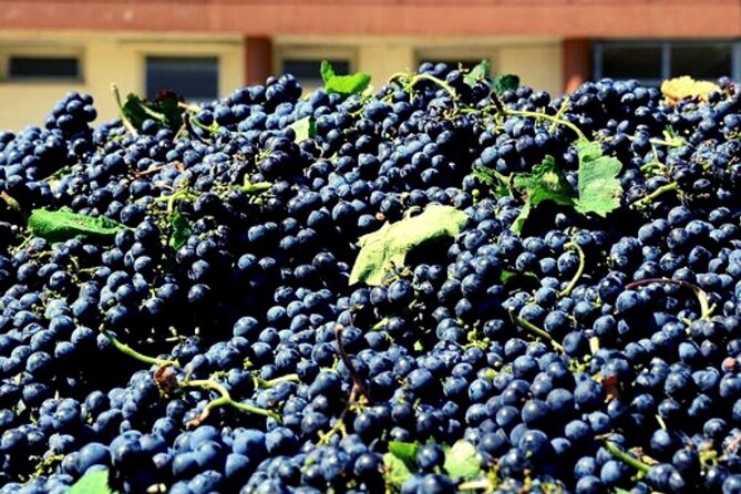 From the Vineyards to the Chalice: A Unique Tasting Experience - The Sum Up: Who Is This Tour Best For?