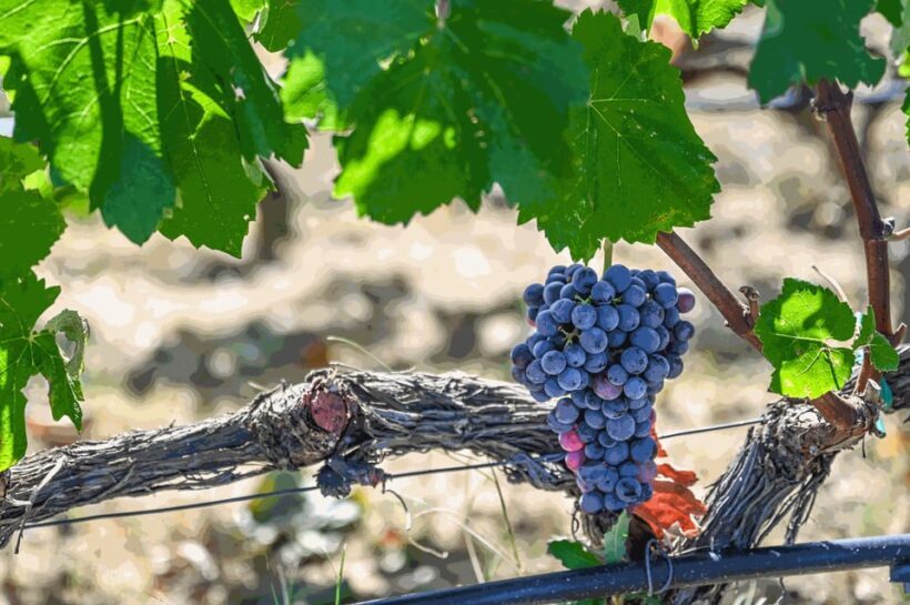 From Thessaloniki: Pella-Edessa-Naousa wine tasting - Key Points
