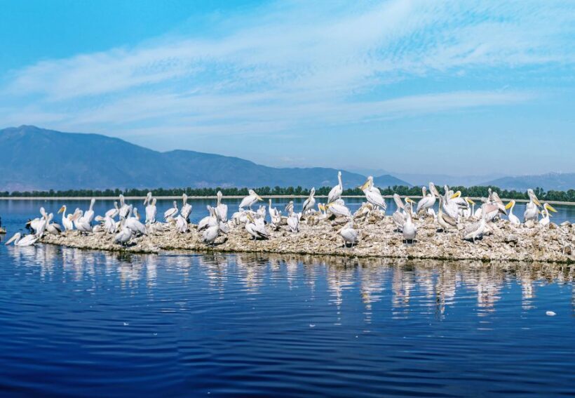 From Thessaloniki: Private Day Trip to Kerkini Lake - An In-Depth Look at the Experience