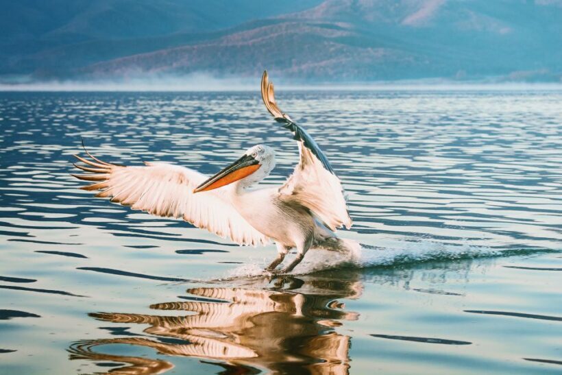 From Thessaloniki: Private Day Trip to Kerkini Lake - The Sum Up: Who Should Consider This Tour?