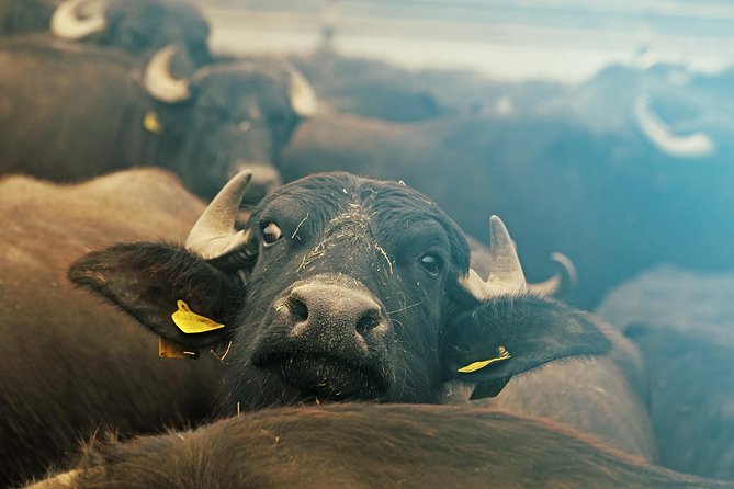 From Thessaloniki: Private Day Trip to Kerkini Lake - Guides and Notable Experiences