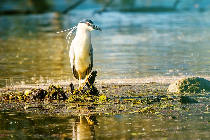 From Thessaloniki: Private Day Trip to Kerkini Lake - Practical Considerations