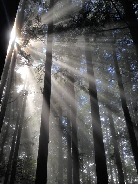 From Tokyo: Chichibu Hiking Day Tour To Mitsumine Shrine - Itinerary and Experience